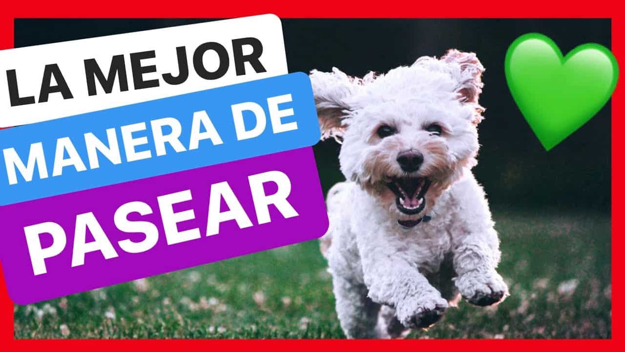 Pasear a tu perro: Consejos - Platz K9