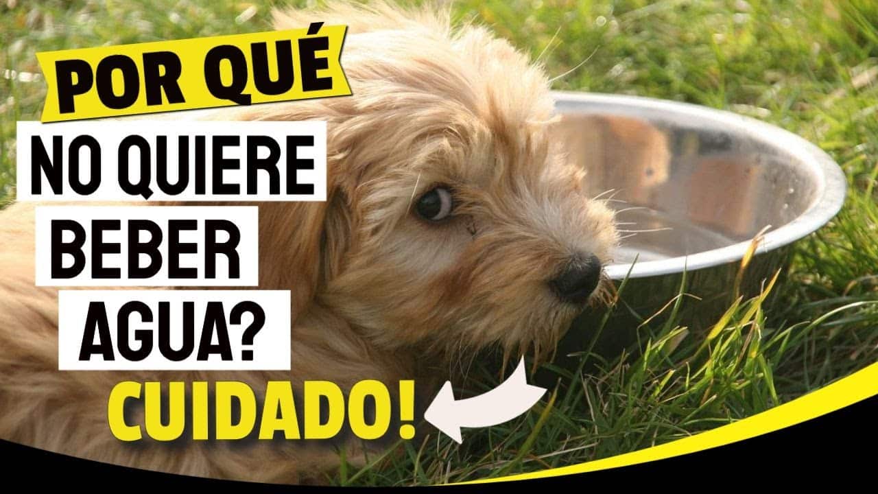Descubre Por Qué Tu Perro No Bebe Agua: Soluciones para Estimular el ...