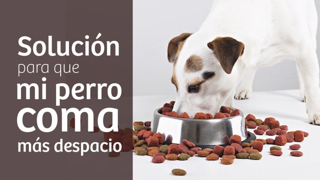 ¿Por qué mi perro come sin masticar? Descubre las causas y qué hacer al respecto - Platz K9